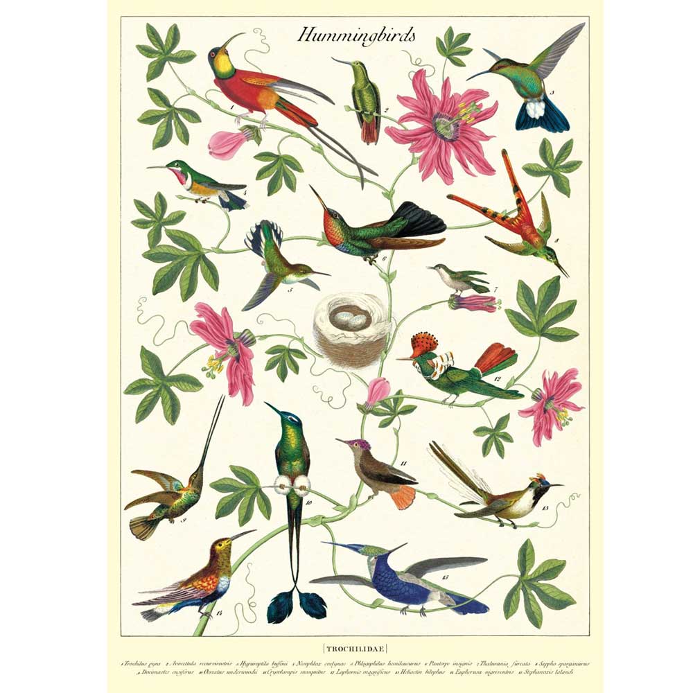 Hummingbirds Poster/Gift Wrap – Australian Museum Shop