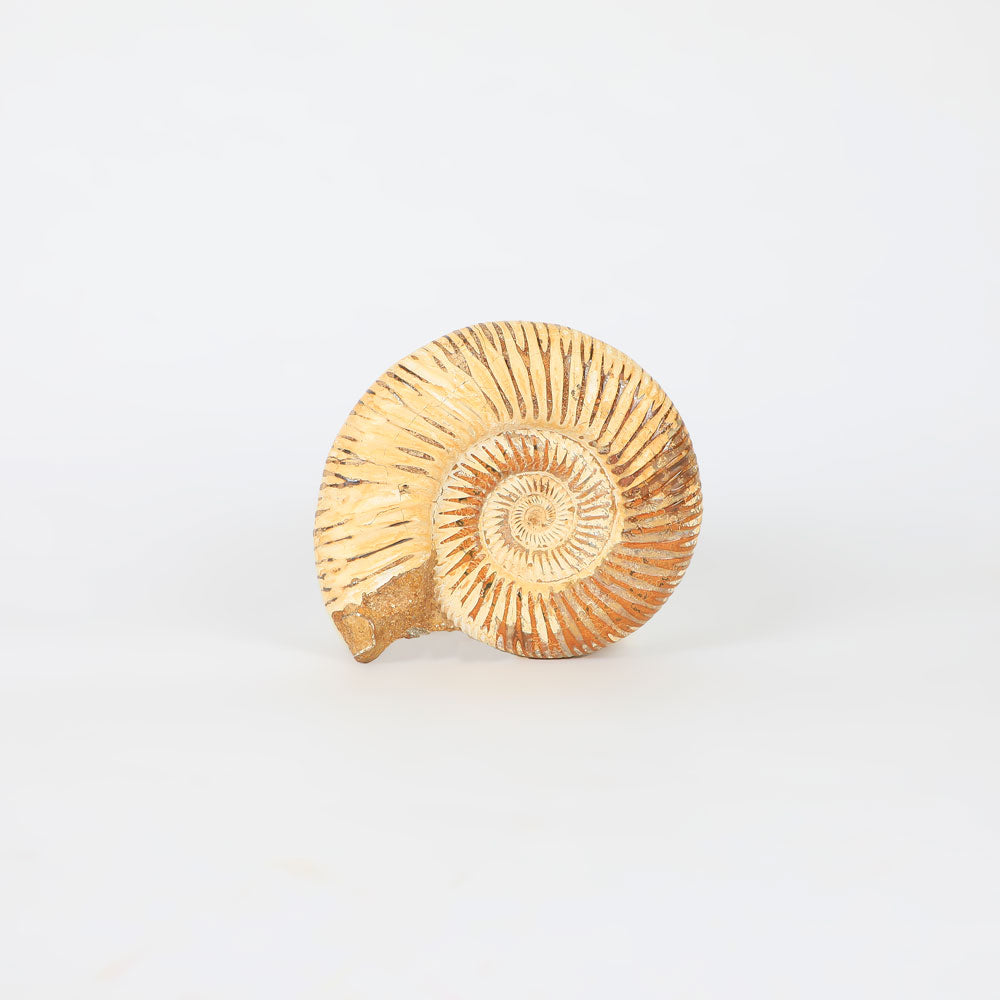 Ammonite Perisphinctes Spec – Australian Museum Shop