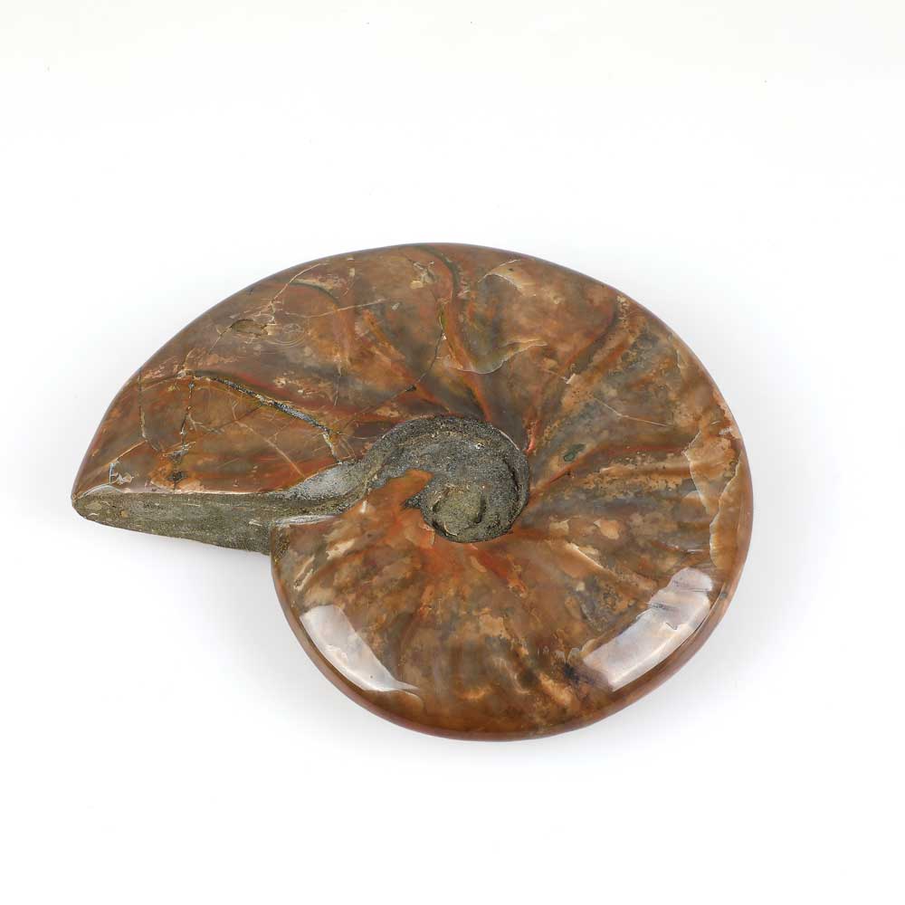 Ammonite With Opalescent Shell -Approx 180 million years old- from ...
