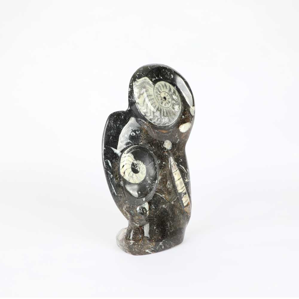 Goniatite Nautiloid Sculpture – Australian Museum Shop