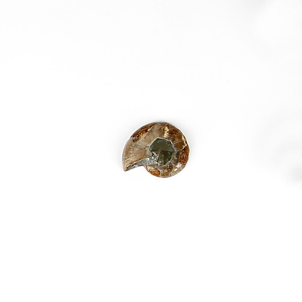 Sliced Ammonite Fossil | Delicate Polished Specimen – Australian Museum ...