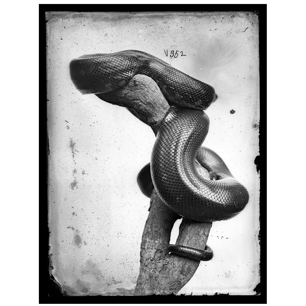 Black-headed Python - Capturing Nature Print – Australian Museum Shop