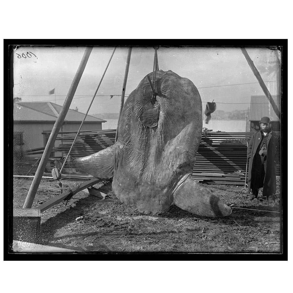 Bump-head Sunfish - Capturing Nature Print – Australian Museum Shop