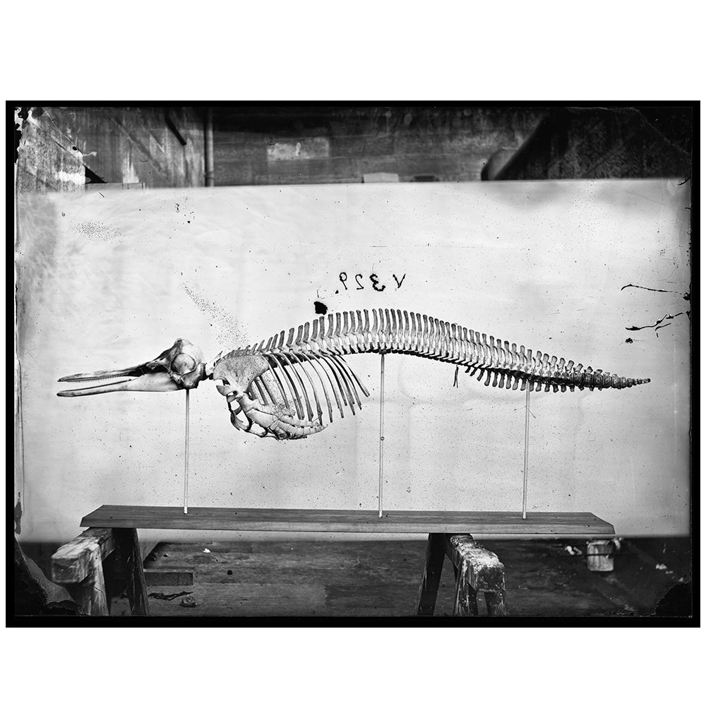 Dolphin Skeleton - Capturing Nature Print – Australian Museum Shop