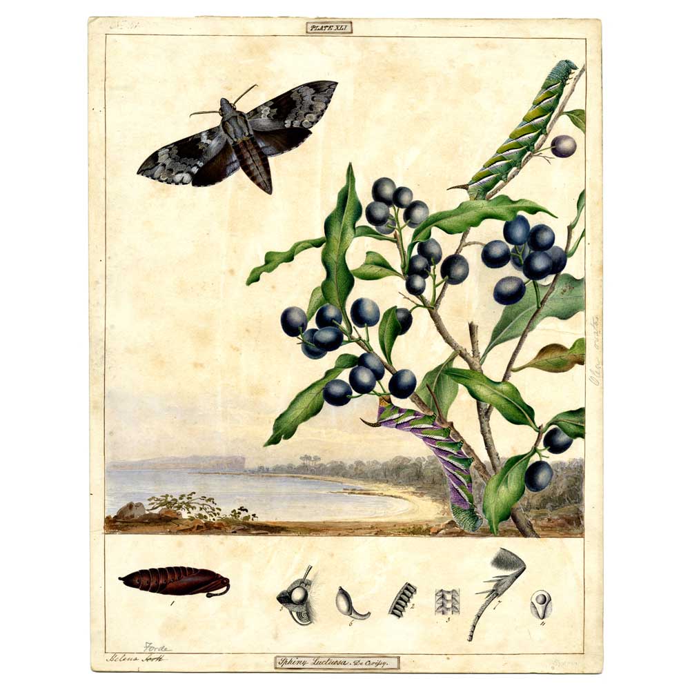 Psiilogramma menephron (Pivot Hawk Moth) - Scott Sisters Print ...